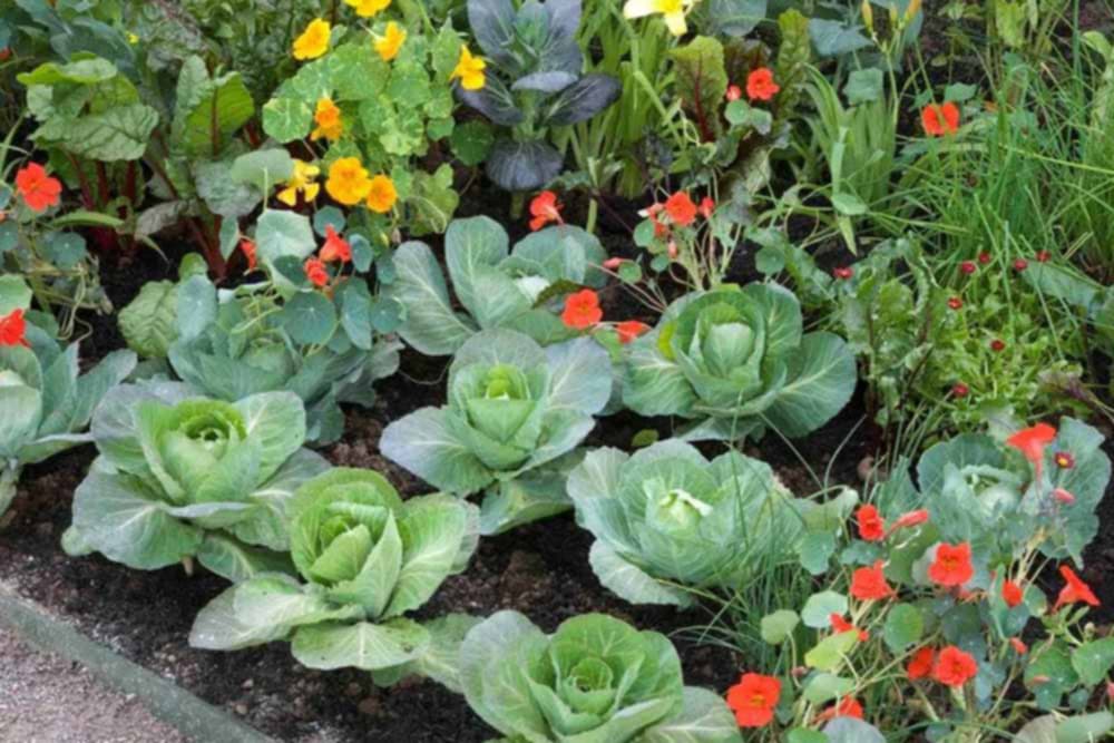 Kadifa – cvijet koji spašava usjeve - Evidentno.ba