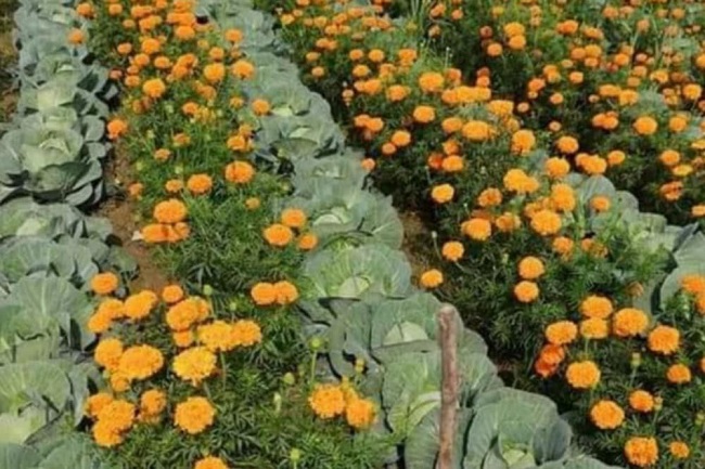 Kadifa – cvijet koji spašava usjeve - Evidentno.ba